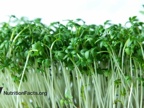 alfalfa sprouts | Health Topics | NutritionFacts.org