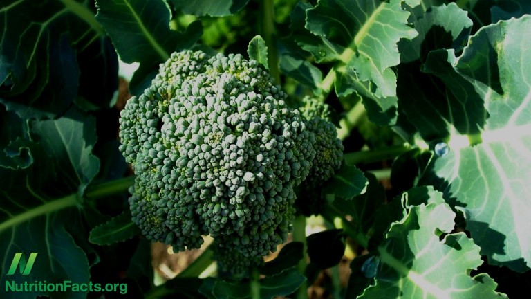Broccoli and Nutrition: The Latest Research | NutritionFacts.org