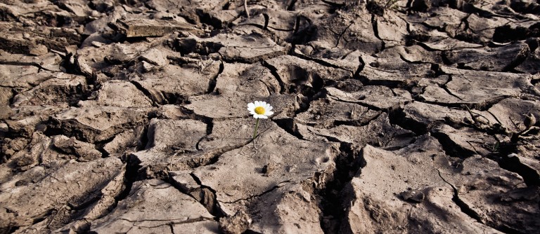 How Humans Benefit from Stressed Plants