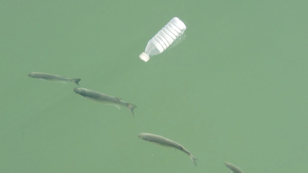 fish | Health Topics | NutritionFacts.org