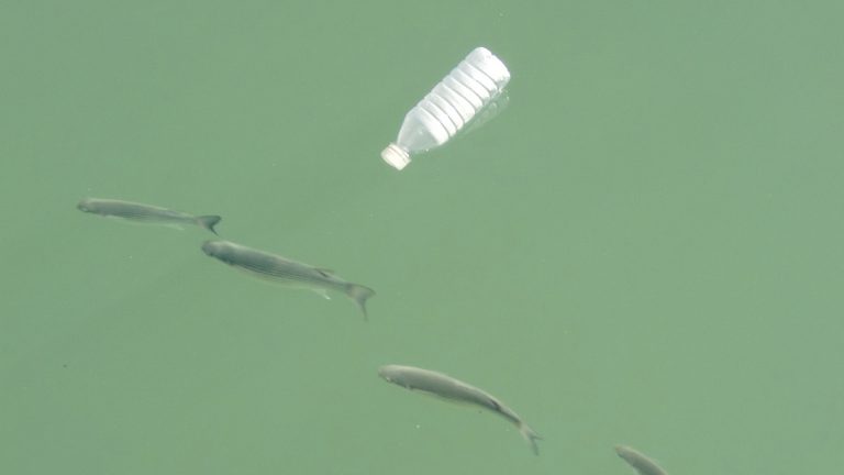 fish | Health Topics | NutritionFacts.org