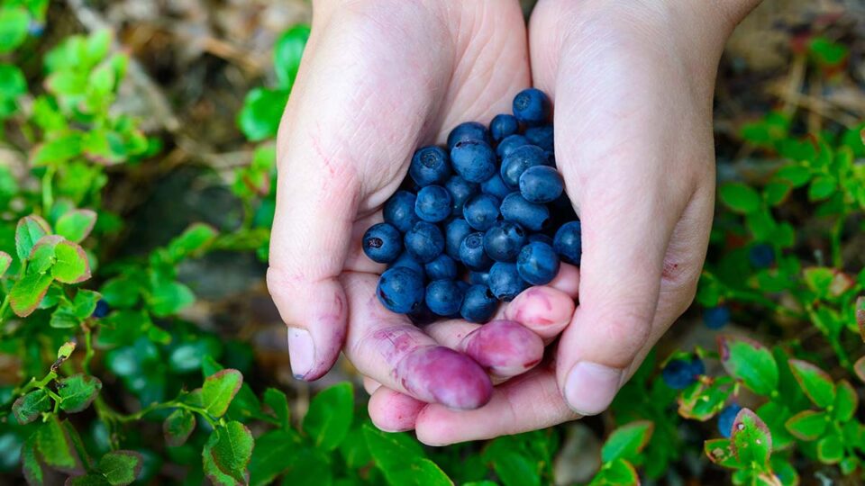 Boosting Anticancer Immunity with Berries