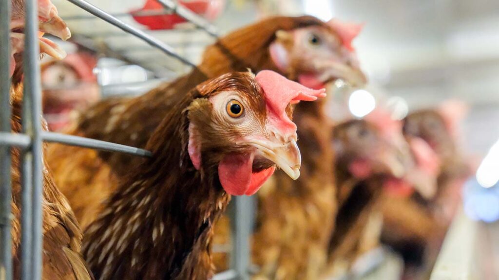 The Connection Between Chicken and Cancer