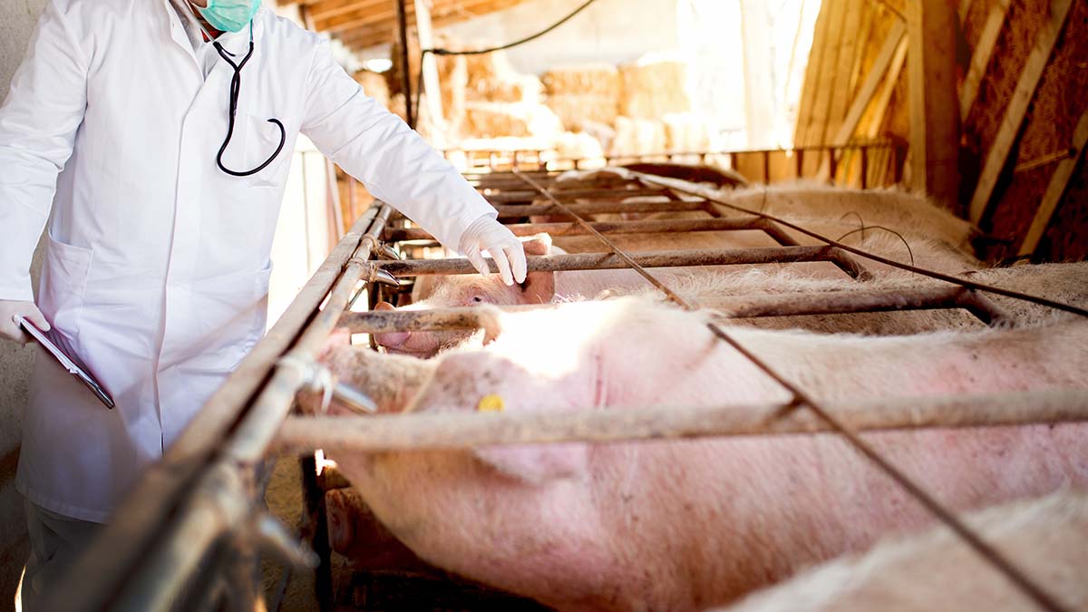 Ractopamine and Yersinia in U.S. Pork
