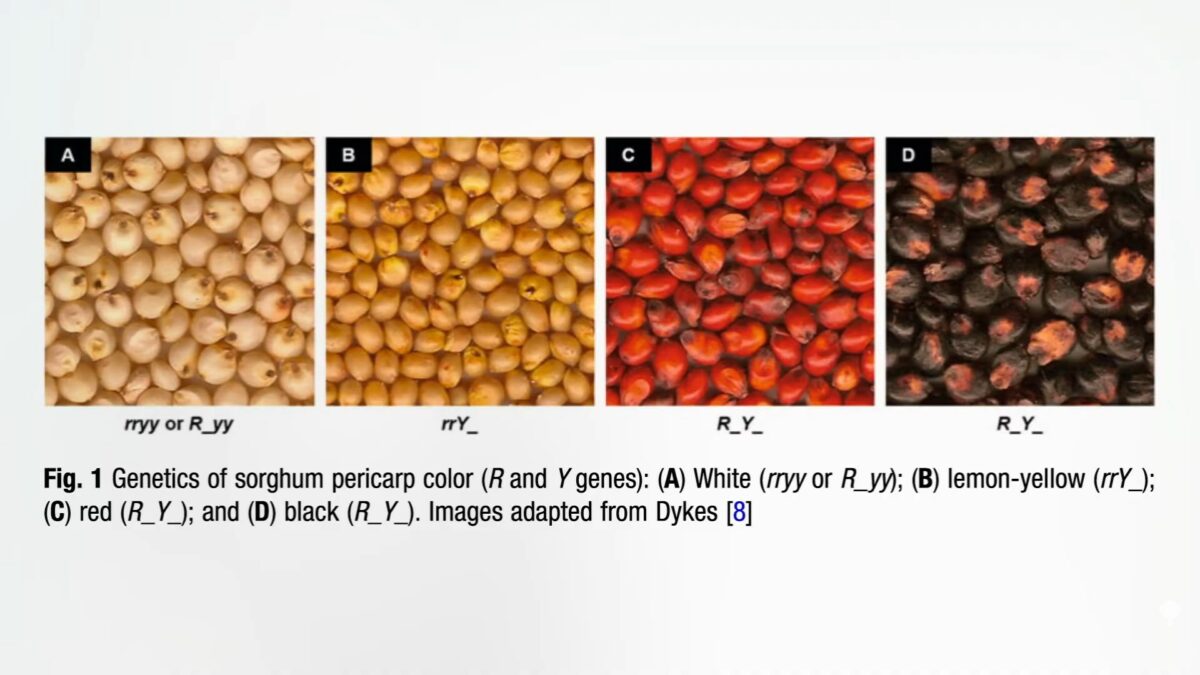 Is Sorghum a Healthy Grain?