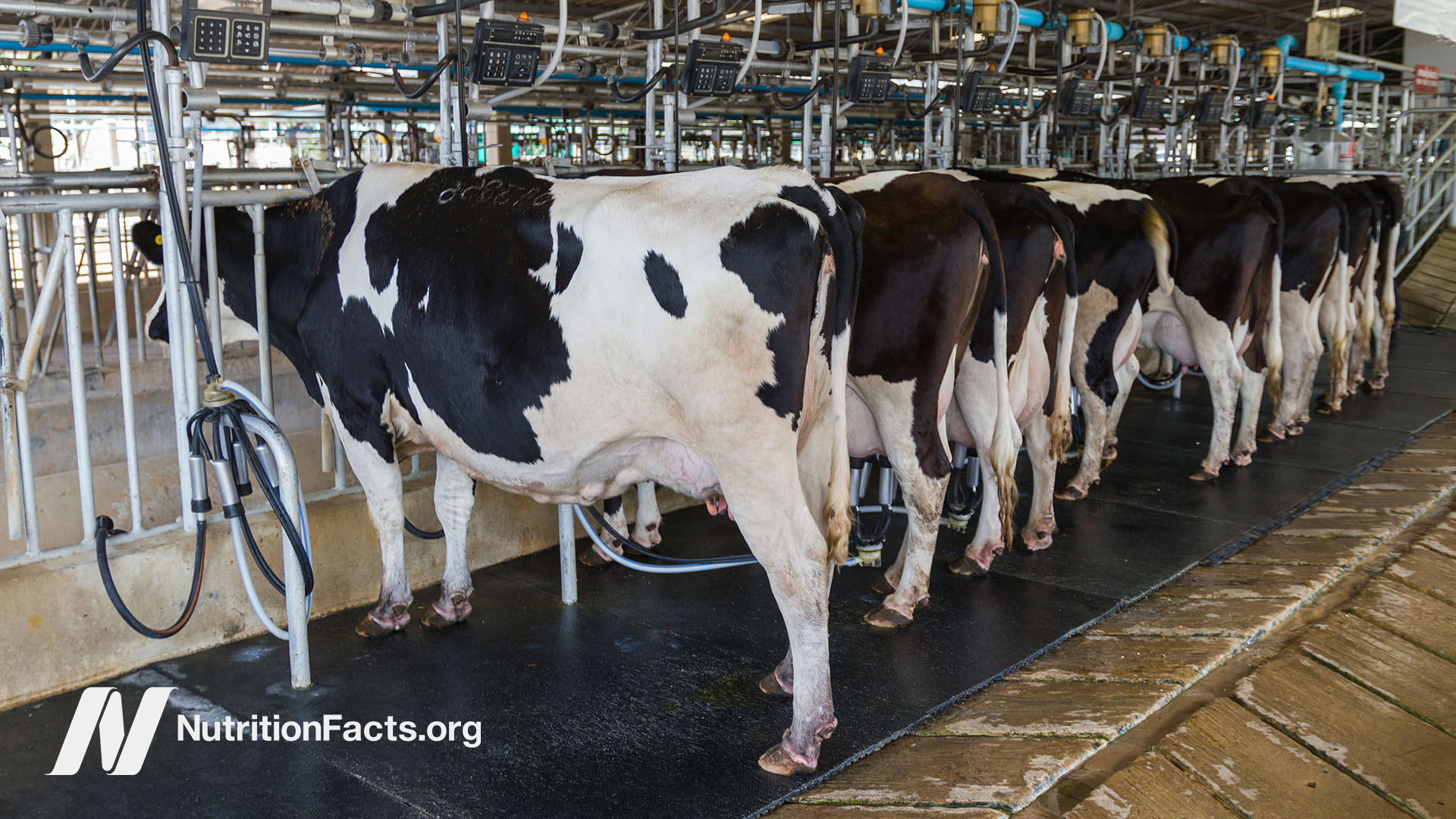 Dr. Greger's Videos on Dairy